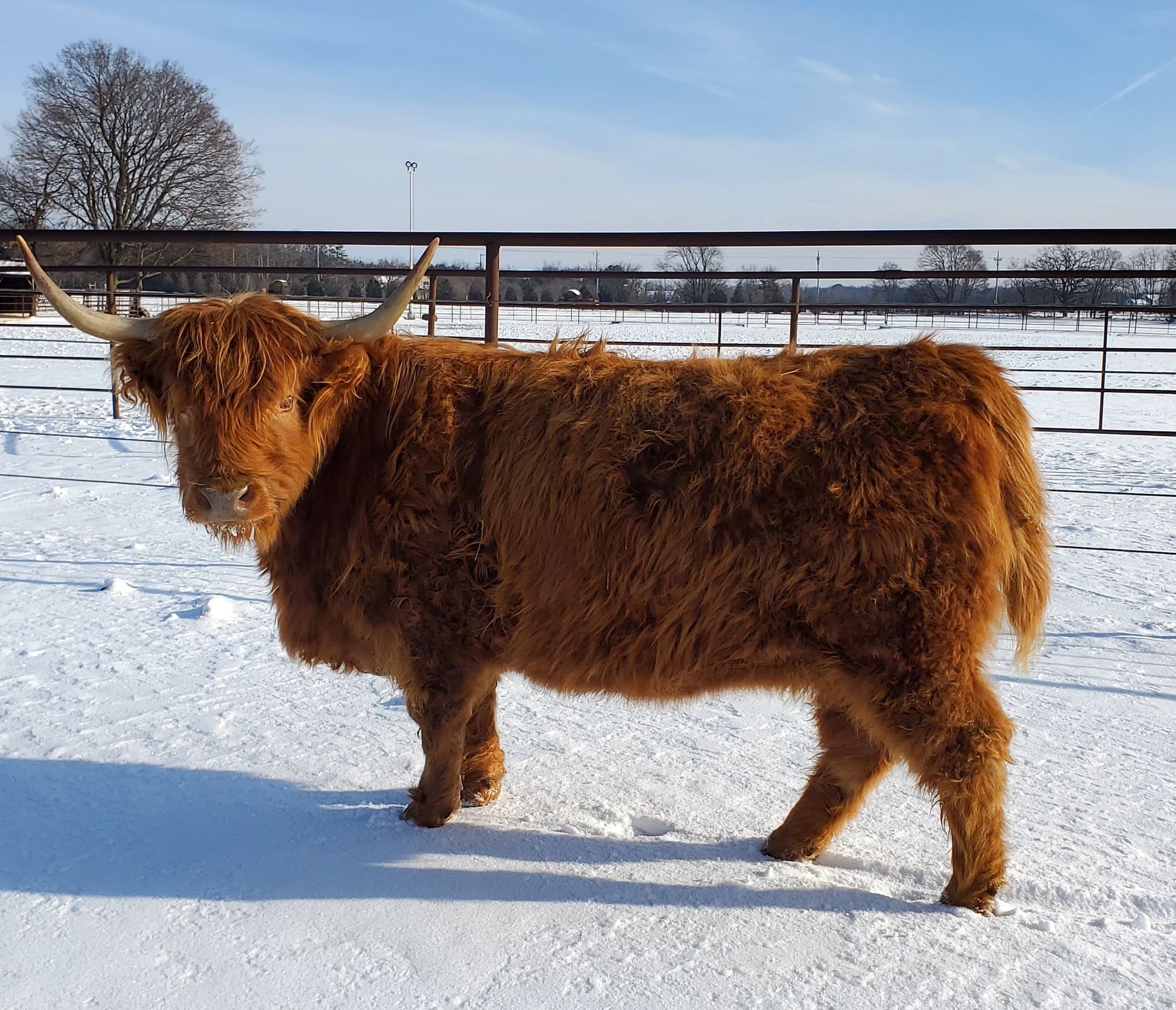 Mini Highland Cattle for Sale | Never Done Ranch USA
